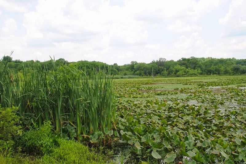Southeastern PA Hiking: Lake Towhee County Park