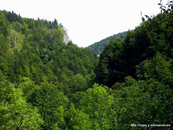 La Selva de Irati, el mayor bosque de hayas de Europa - Mis viajes y ...