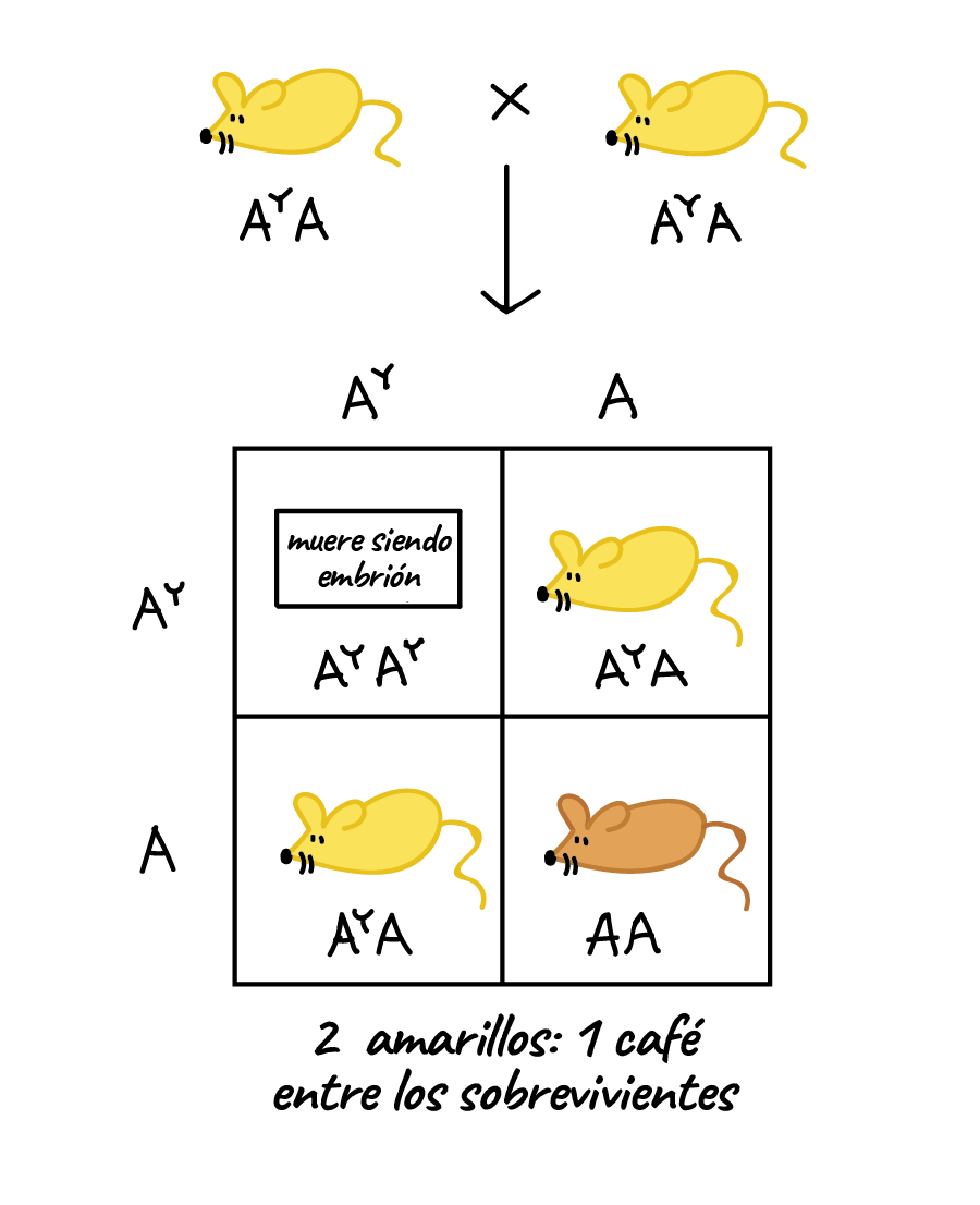 Biología y geología 4º ESO : Tema 6: Genética Mendeliana II