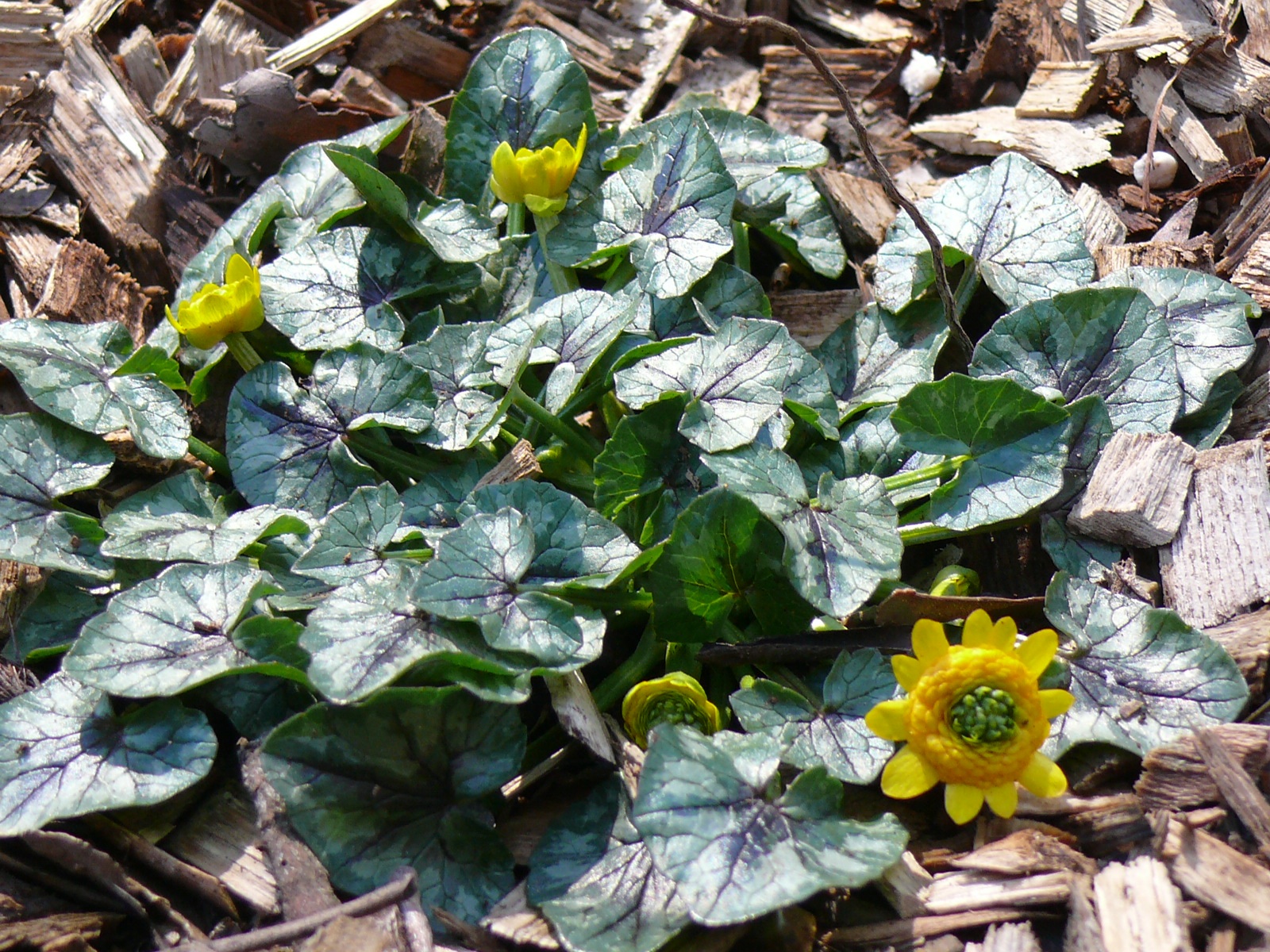 Alpine Garden Society Victorian Group: Ficaria verna syn. Ranunculus ...