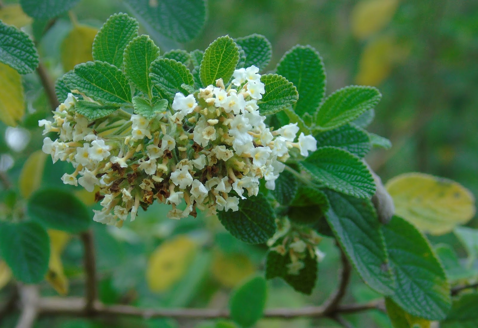 Alecrim-pimenta (Lippia origanoides) | A planta da vez
