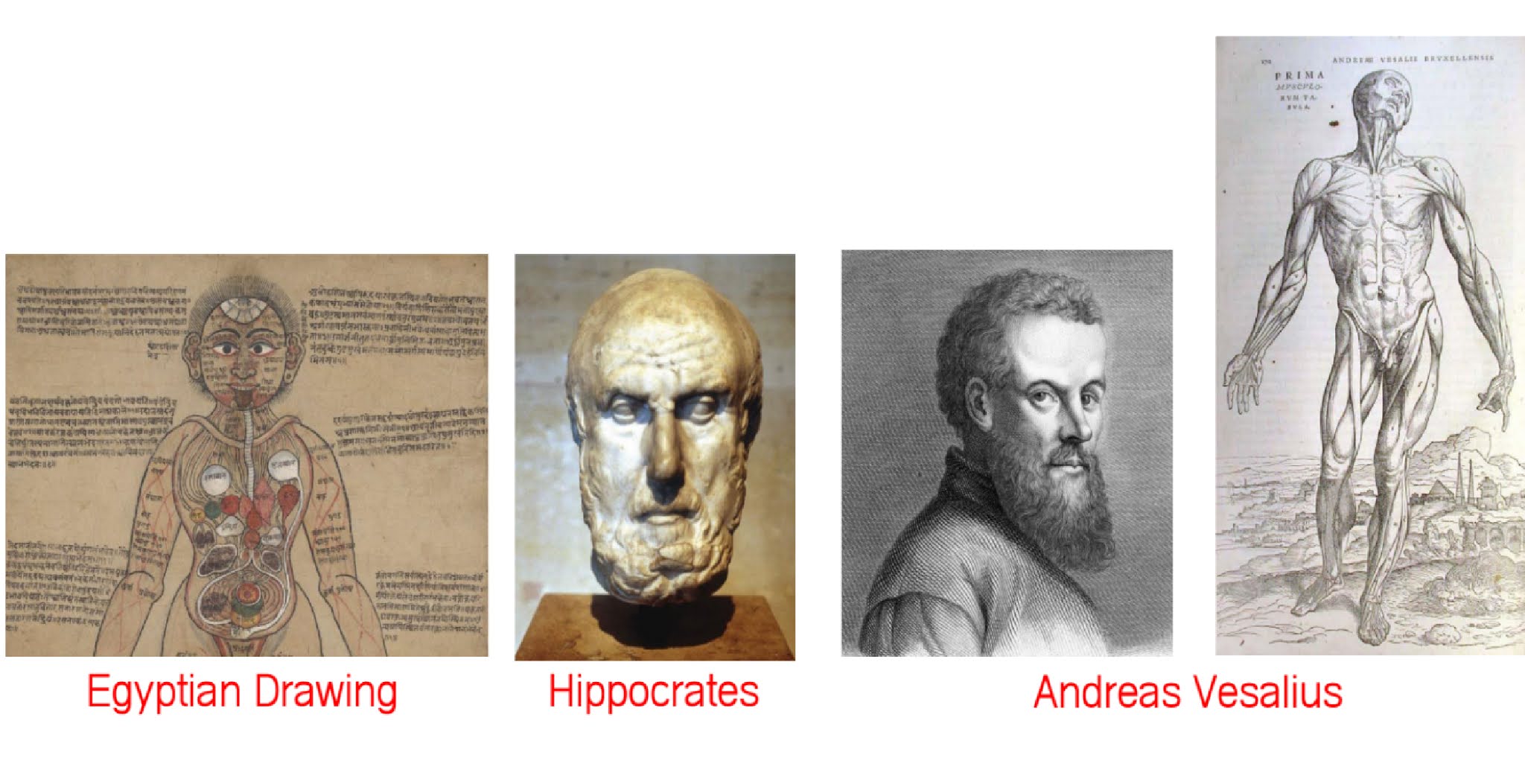 Introduction to Anatomy