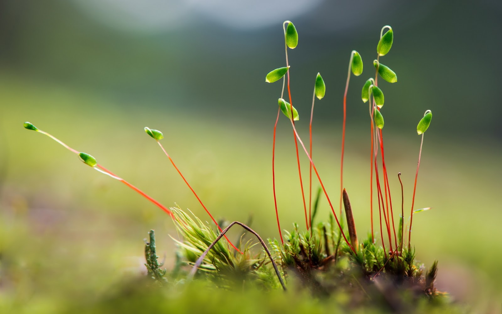 Difference Between Determinate And Indeterminate Growth In Biology difference-between-determinate-and-indeterminate-growth-in-biology