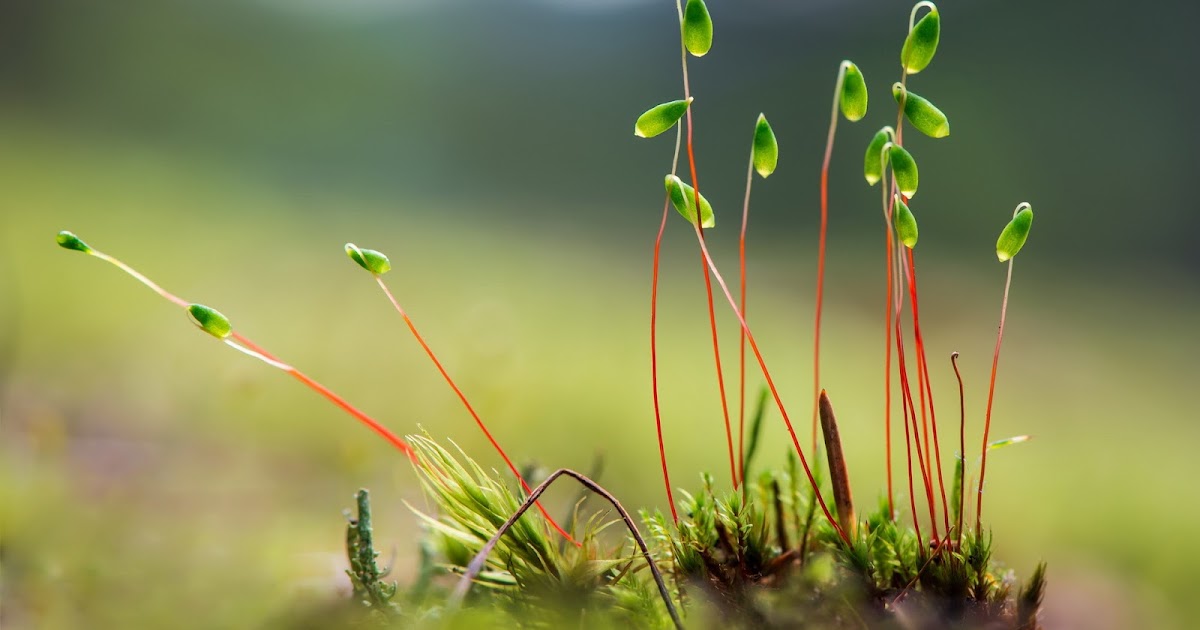 Difference Between Determinate And Indeterminate Growth In Biology Kim Thet Education And