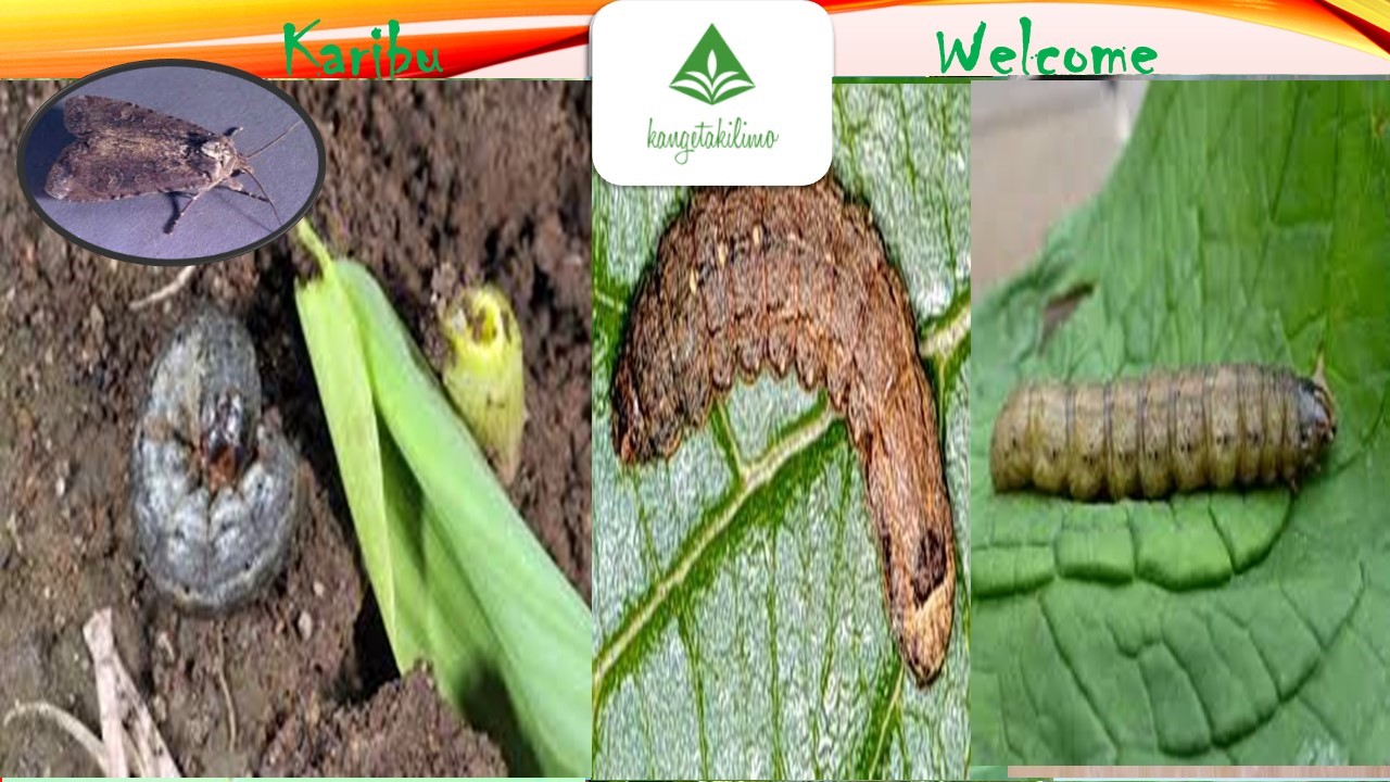 Kangetakilimo: KILIMO BORA CHA KABICHI NA KANGETAKILIMO