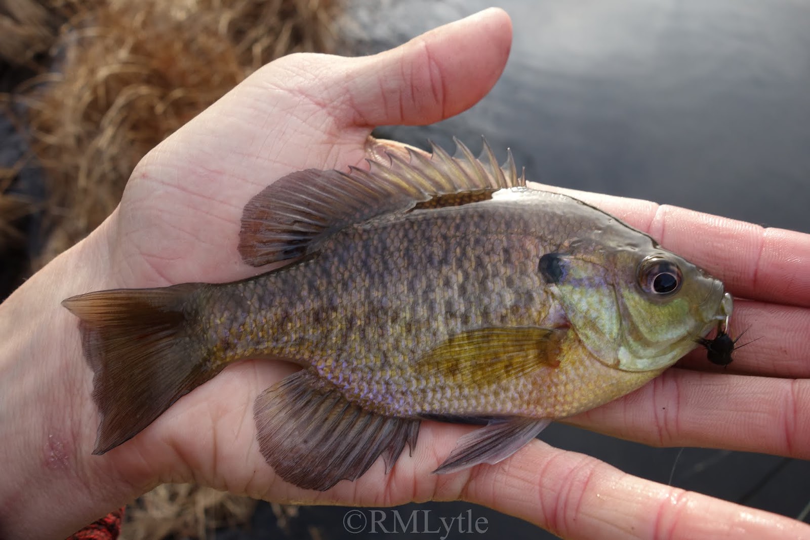 Connecticut Fly Angler: Late Winter Dry Fly Bluegills