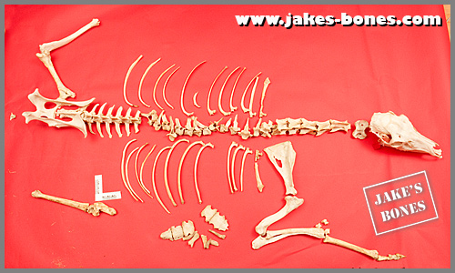 Lisa, my old red deer hind skeleton : Jake's Bones
