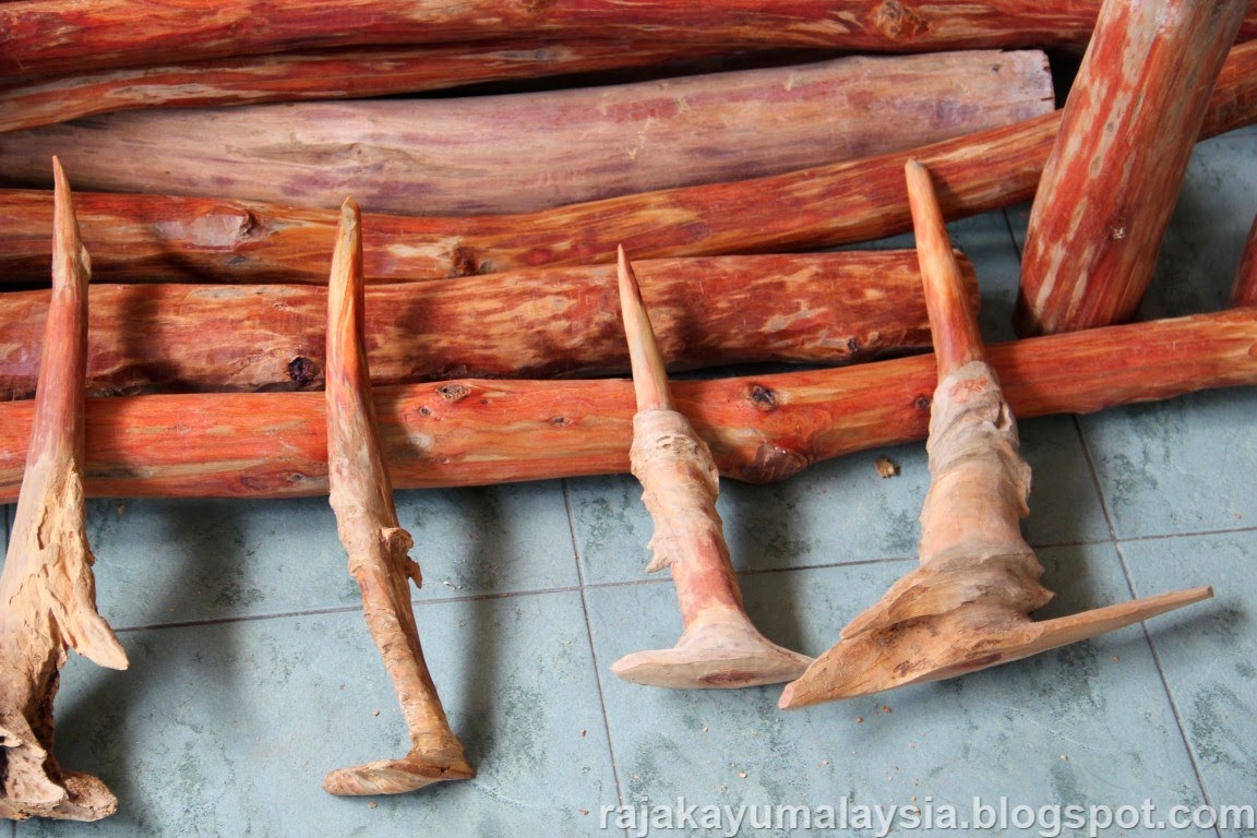 Raja Kayu Malaysia: Raja Kayu