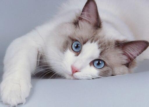 Ragdoll Kucing Lucu Yang Berbadan Besar ~ Foto Kucing
