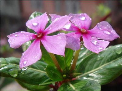 Gambaran Bunga Dalam Hidup - Gambar Foto Wallpaper