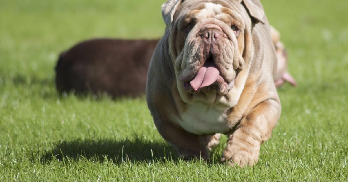 Pedigree Dogs Exposed - The Blog: New freaks on the block: how to avoid ...