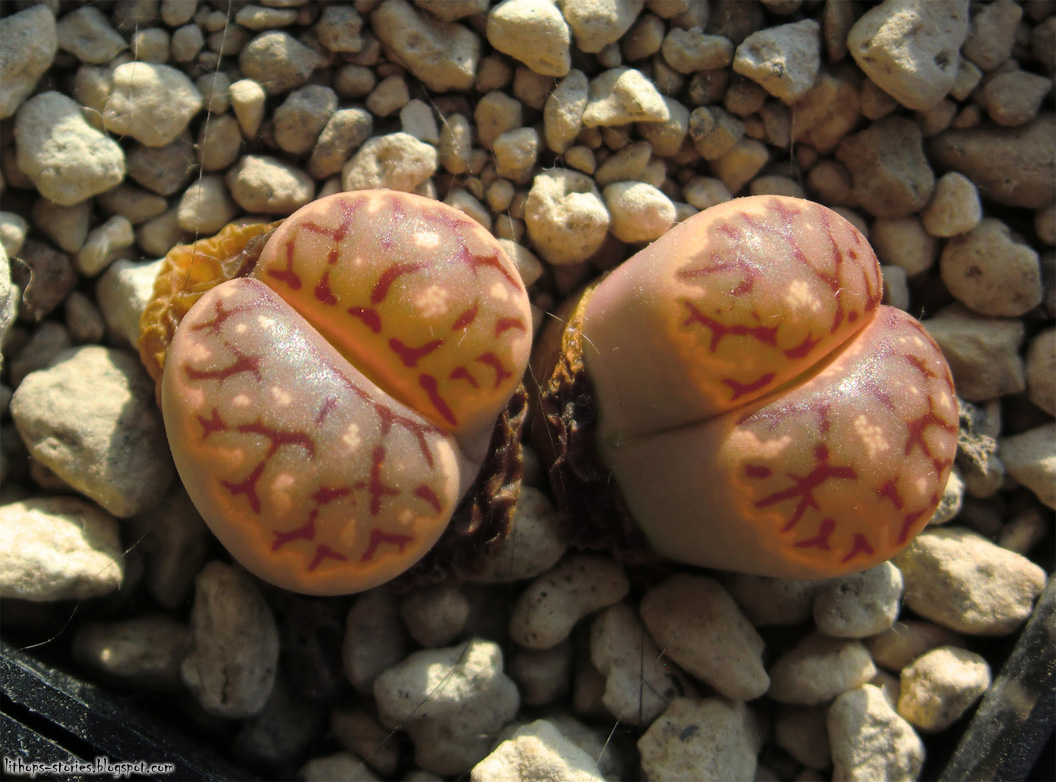 Lithops Stories: Spring is here! (28 pics)