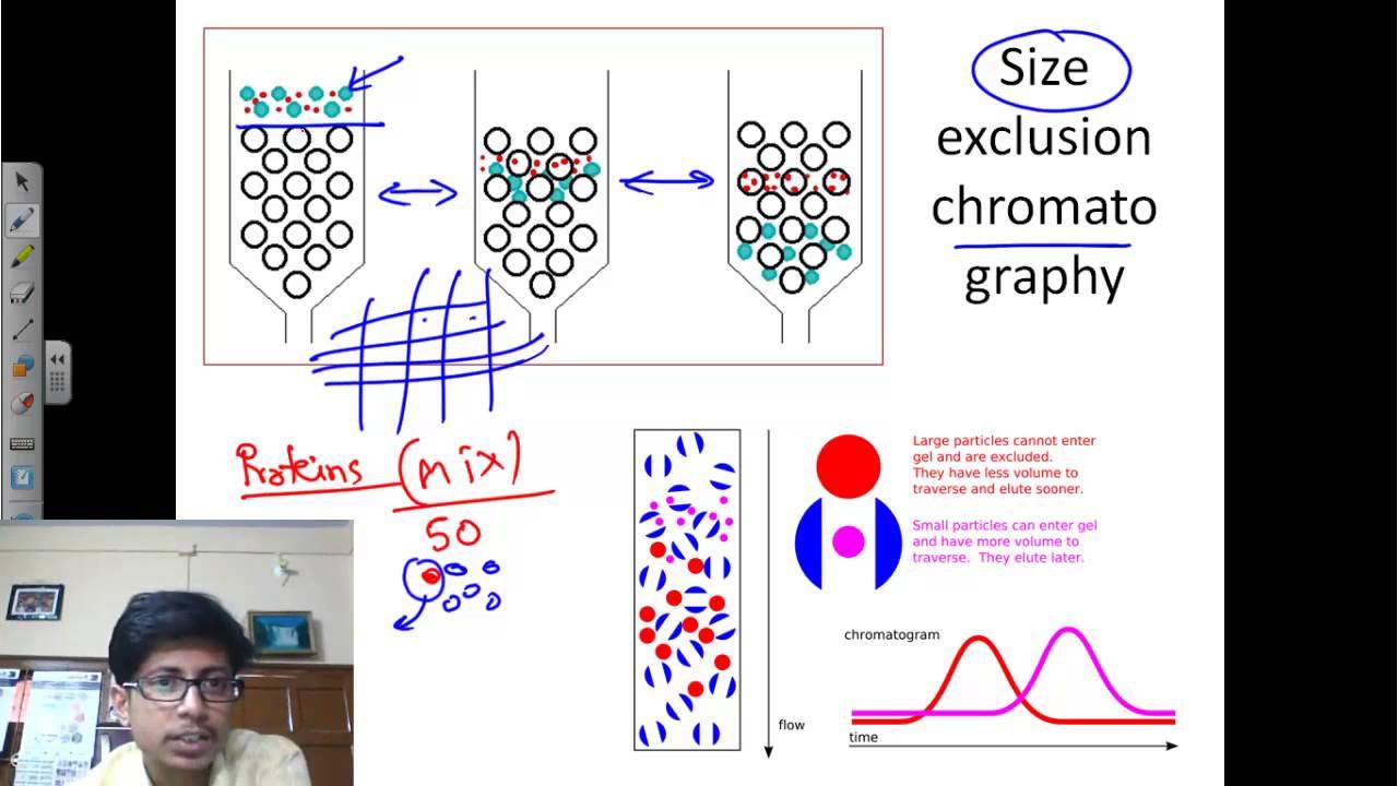 Size exclusion Chromatography size-exclusion-chromatography