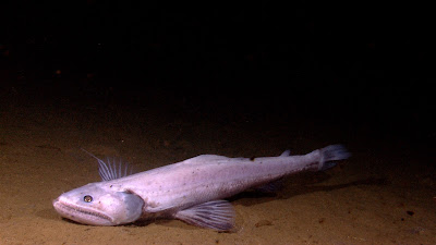 Real Monstrosities: Bathysaurus