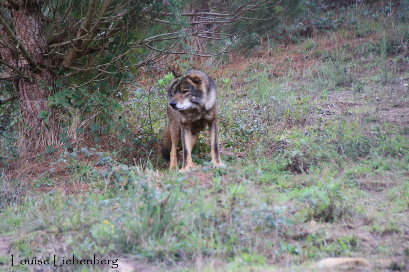 Predator Friendly Ranching : Portugal - The wolves