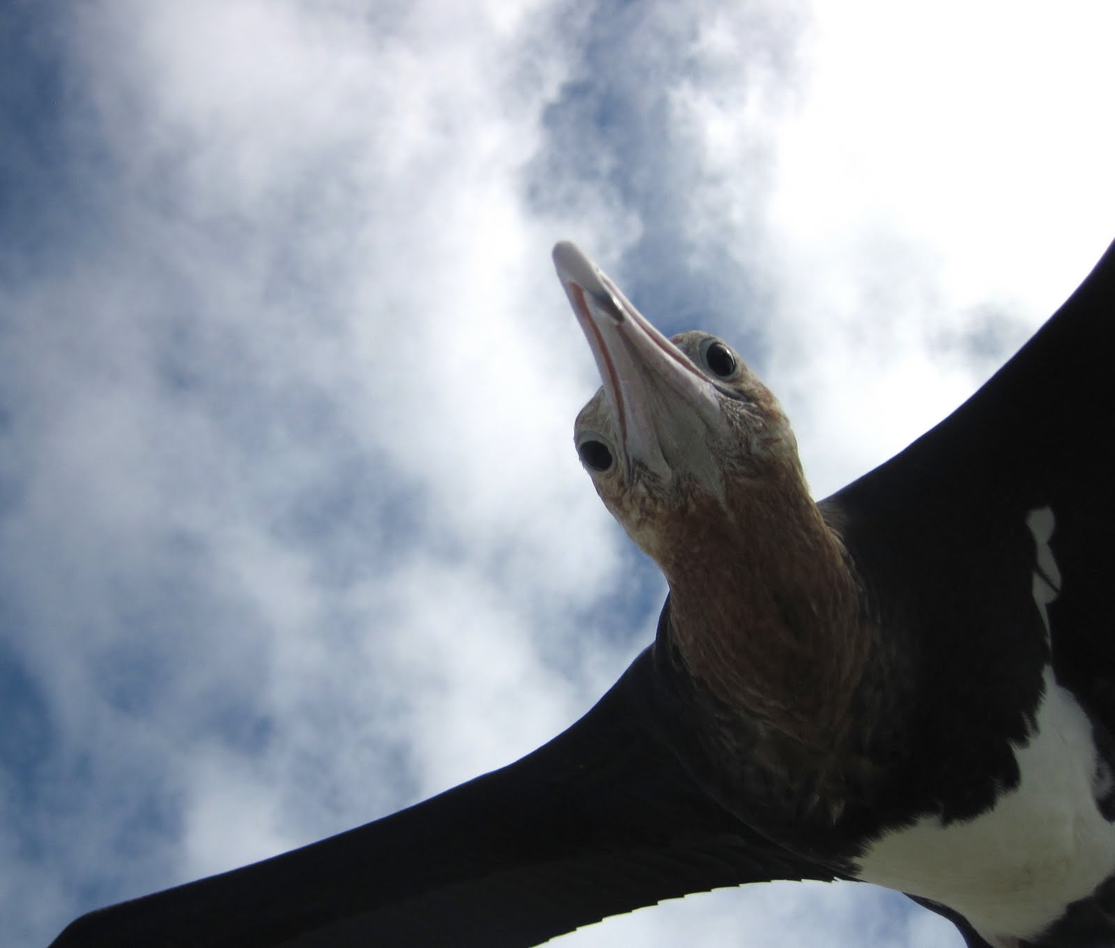 French Frigate Shoals (Kānemilohaʻi):Tern Island Blog: Seals and Birds