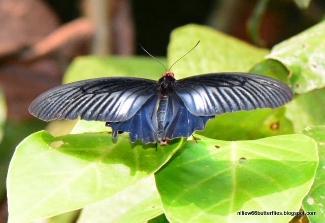 The Forested Path (and Beyond): BUTTERFLIES of RAUB: The Common Batwing ...