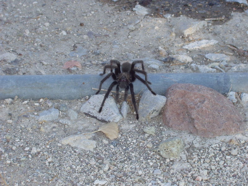 North American Tarantulas