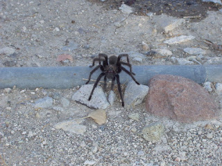 North American Tarantulas