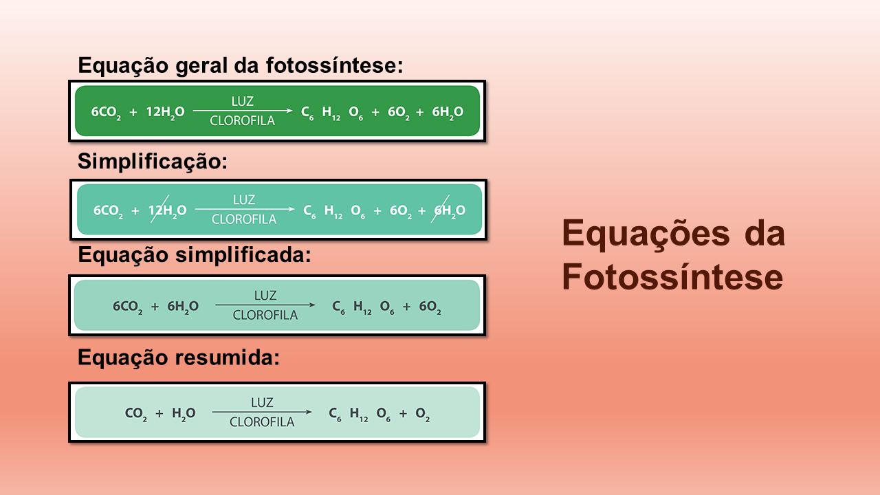 Professor Jimmy Oliveira: 1º ANO - CAPÍTULO 11 - FOTOSSÍNTESE E ...