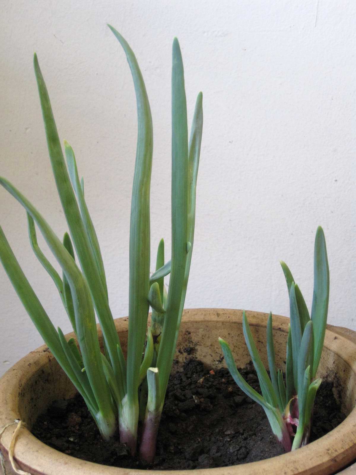 Blessed Homemaker: How to grow spring onions