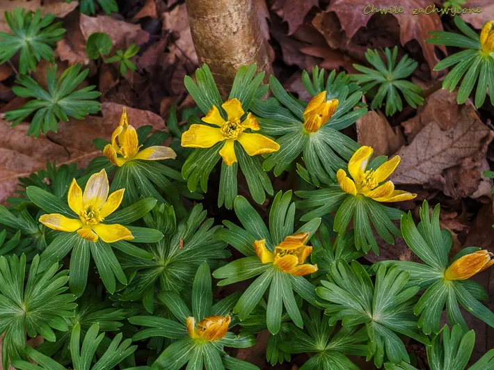 Chwile zaChwycone: Rannik zimowy (Eranthis hyemalis)