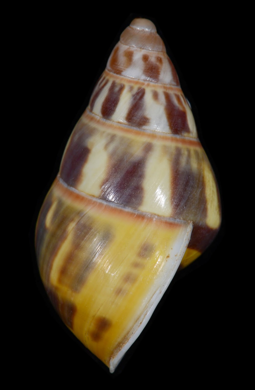 Dr. Lee's Gallery Museum: Amphidromus quadrasi f. dubius 28.68mm