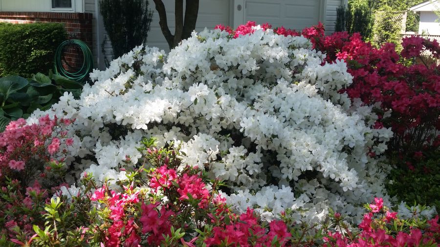Future Plants by Randy Stewart: Azaleas -Evergreen Hybrids