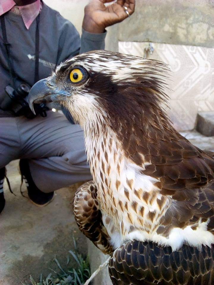 HISTORY OF THE GAME RESERVE