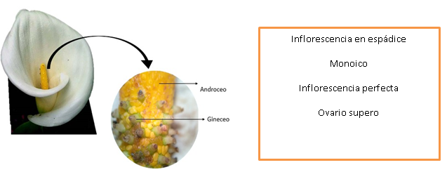 Informe laboratorio grupo 3 : FLOR E INFLORESCENCIAS