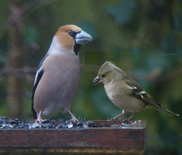 Hawfinch and Other Garden Birds