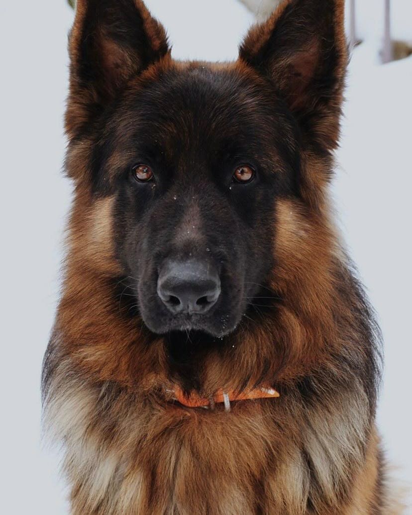 El PERRO PASTOR ALEMAN CARACTERISTICAS Y CUIDADOS PARA ESTE PERRO ...