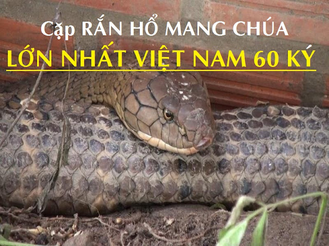 Rắn Hổ Mang Chúa Lớn Nhất Việt Nam | 60 ký | Quá Khủng
