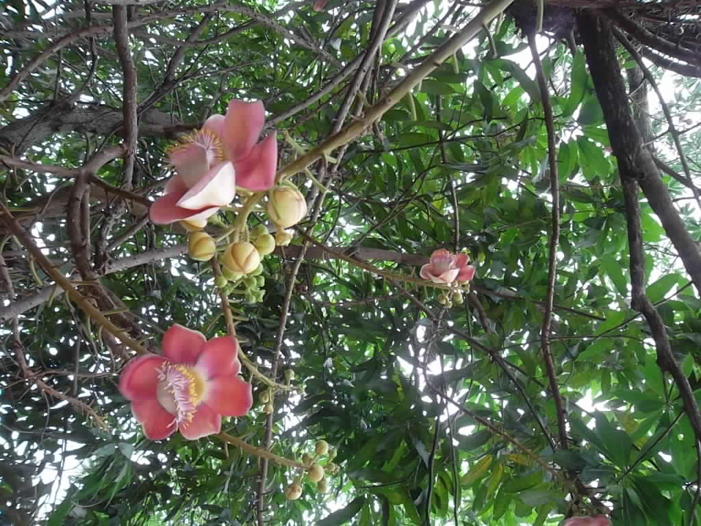 UNTITLED ROYAL FLOWERS OF BURMA