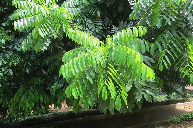 Real World Gardener: Black Bean Tree in Plant of the Week