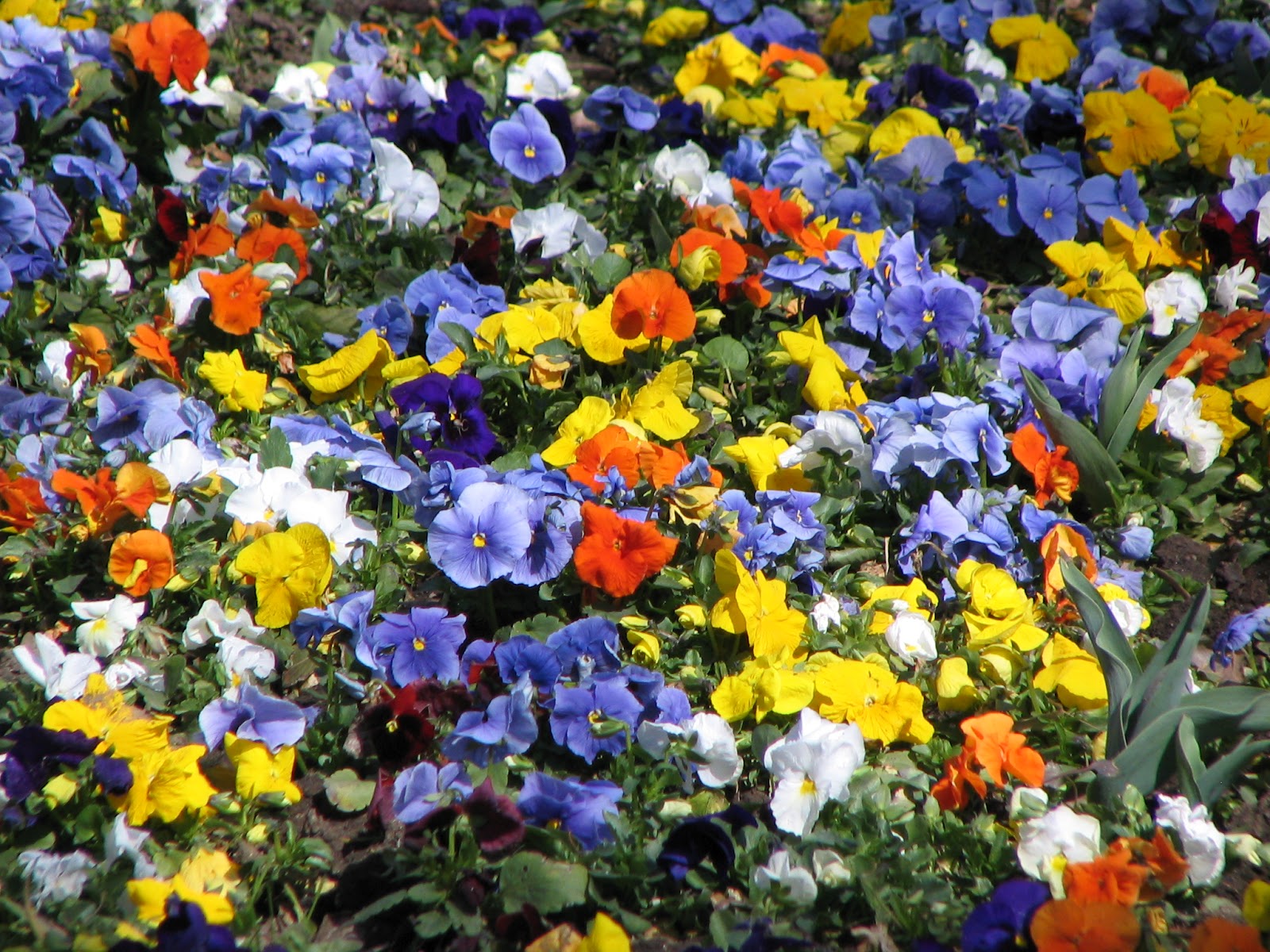 LA MULȚI ANI, ROMÂNIA!: Panselute