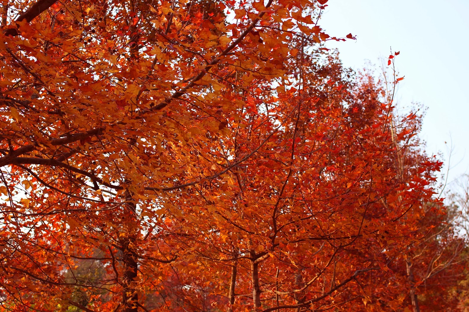 ♥ icekillsyou ♥: LOVE under the MAPLE TREE