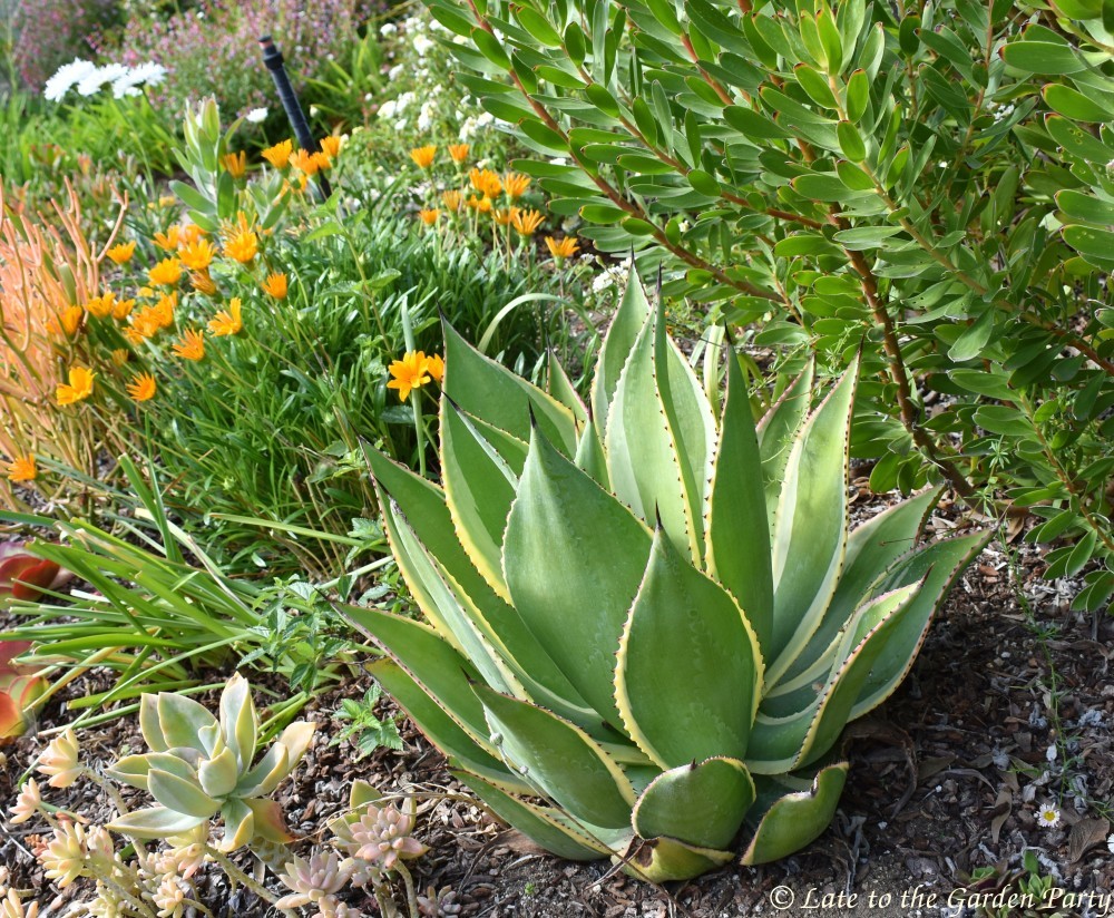 Late to the Garden Party: Succulent Stars