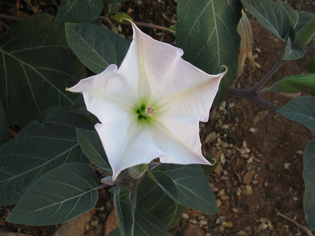 EMS SOLUTIONS INTERNATIONAL by @DrRamonReyesMD marca registrada ...