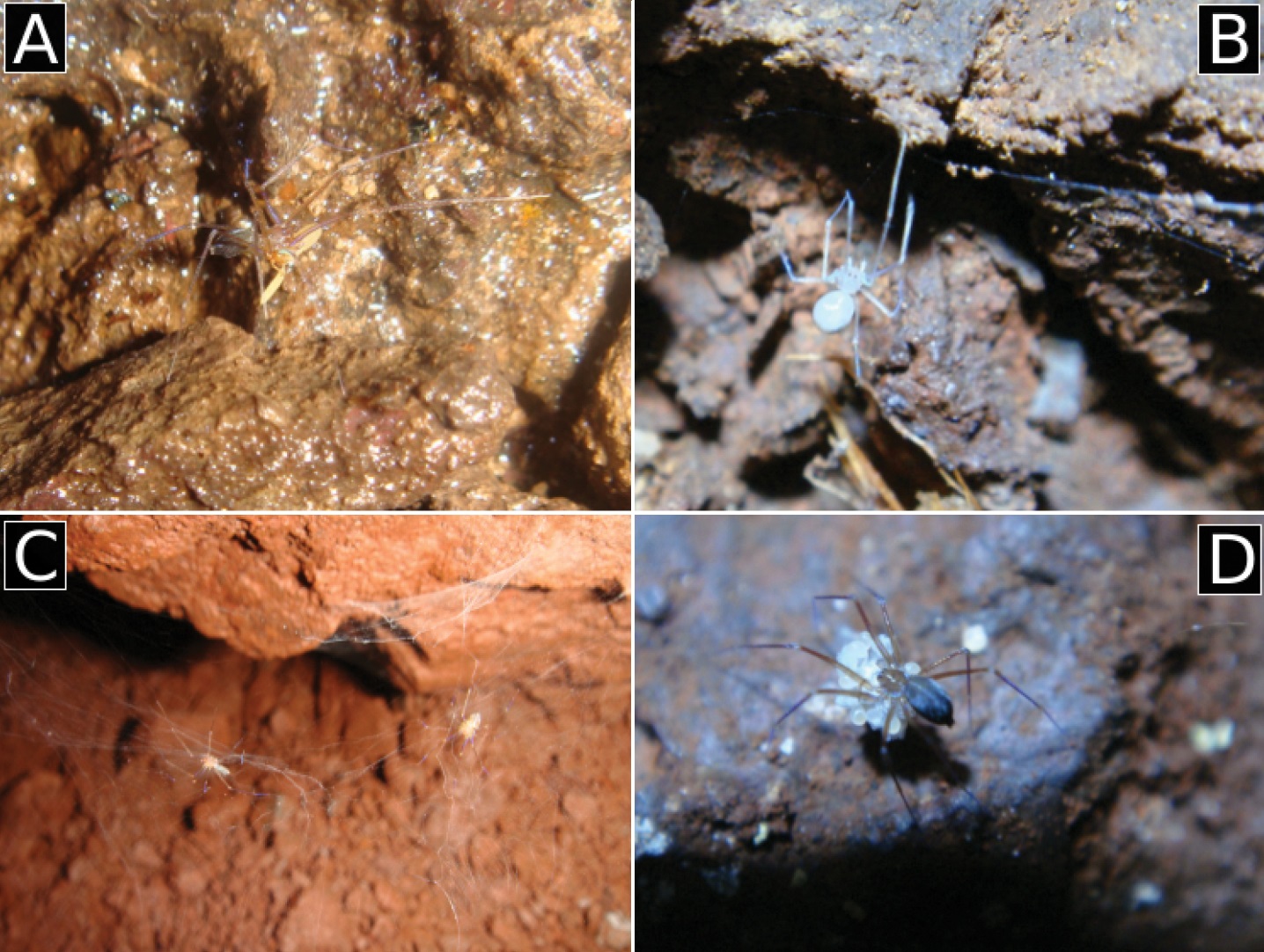 Species New to Science: [Arachnida • 2018] Seven New Species of the ...