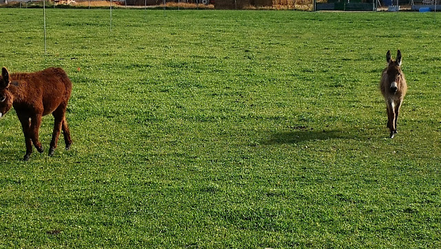 Burros, pollinos, asnos...., de cuatro patas y en algunas ocasiones ...