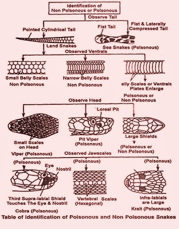 Difference Between Poisonous And Non Poisonous