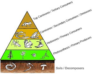 Biology Tutorials: Cycles of Matter and Energy Transfer in Ecosystems