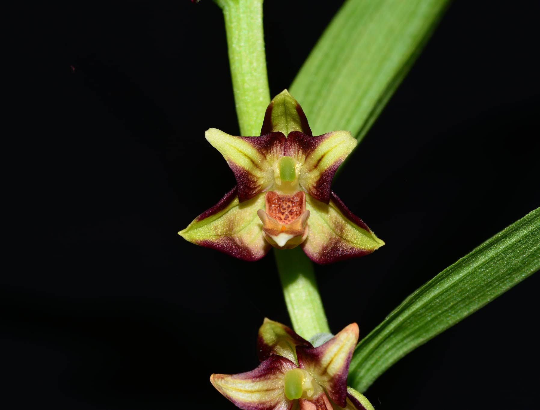 Epipactis veratrifolia