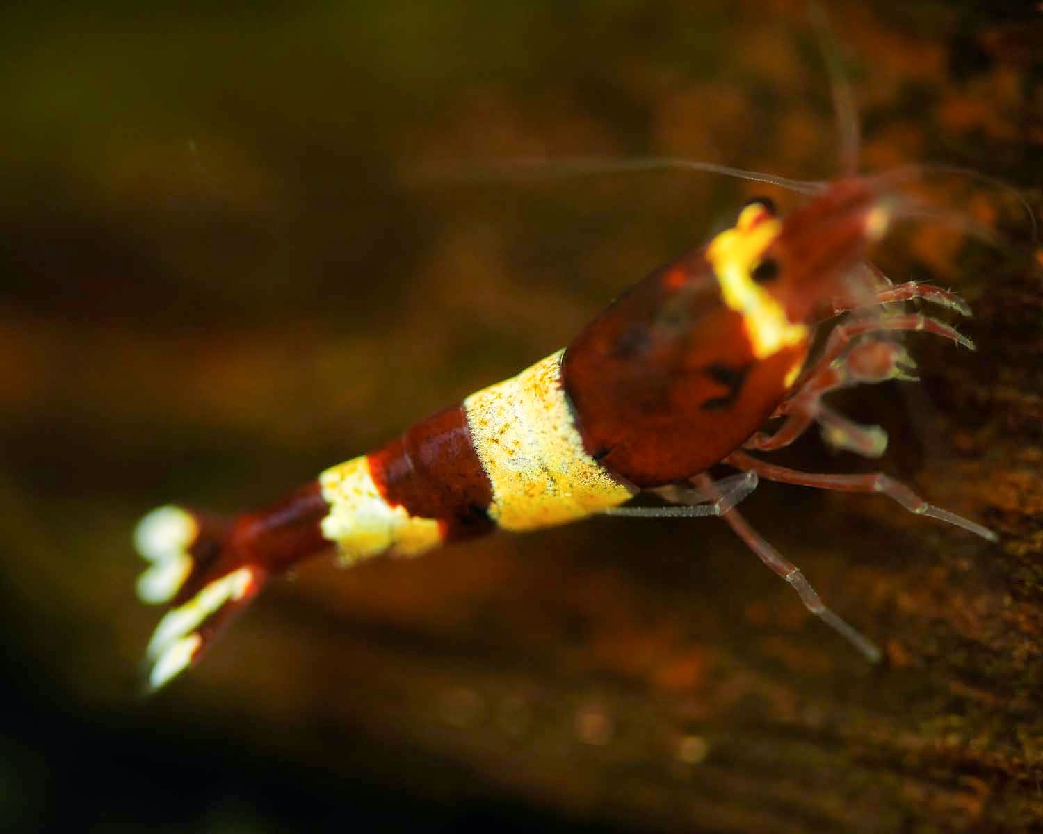 Shrimp Diary