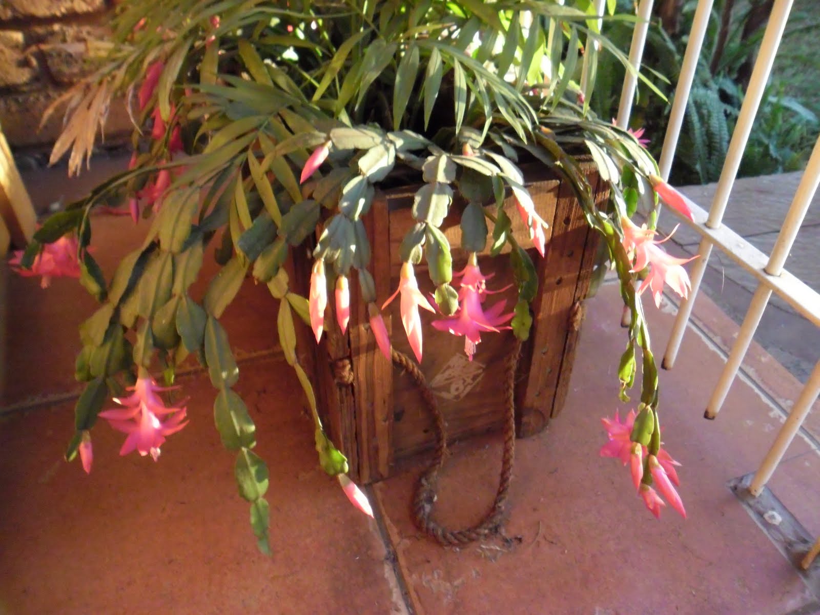 Poplap met 'n Stoflap: Die litroos op ons stoep