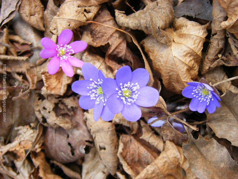 In nome dei fiori: Erba trinità: fiori primaverili viola e rosa
