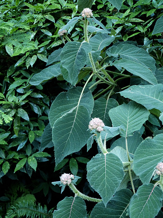 Spinrag: Mijn top 5 mooiste bladvormen in de tuin.