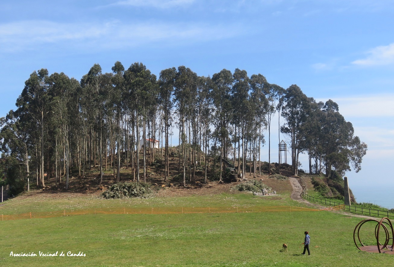 el morrión: Tala selectiva del eucaliptal de San Antonio