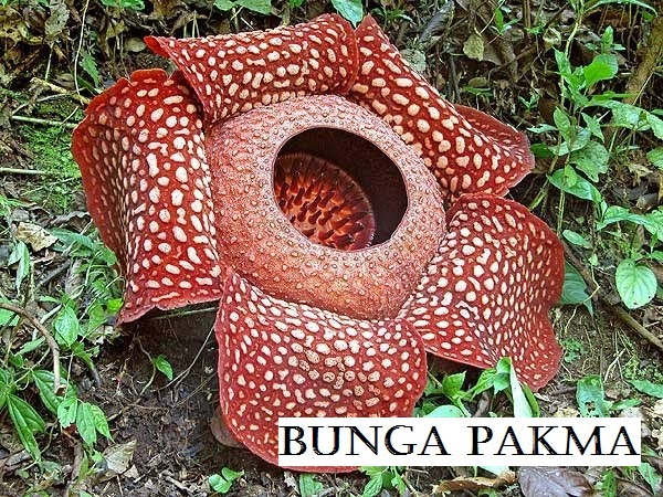 Herbamalays Veinplus